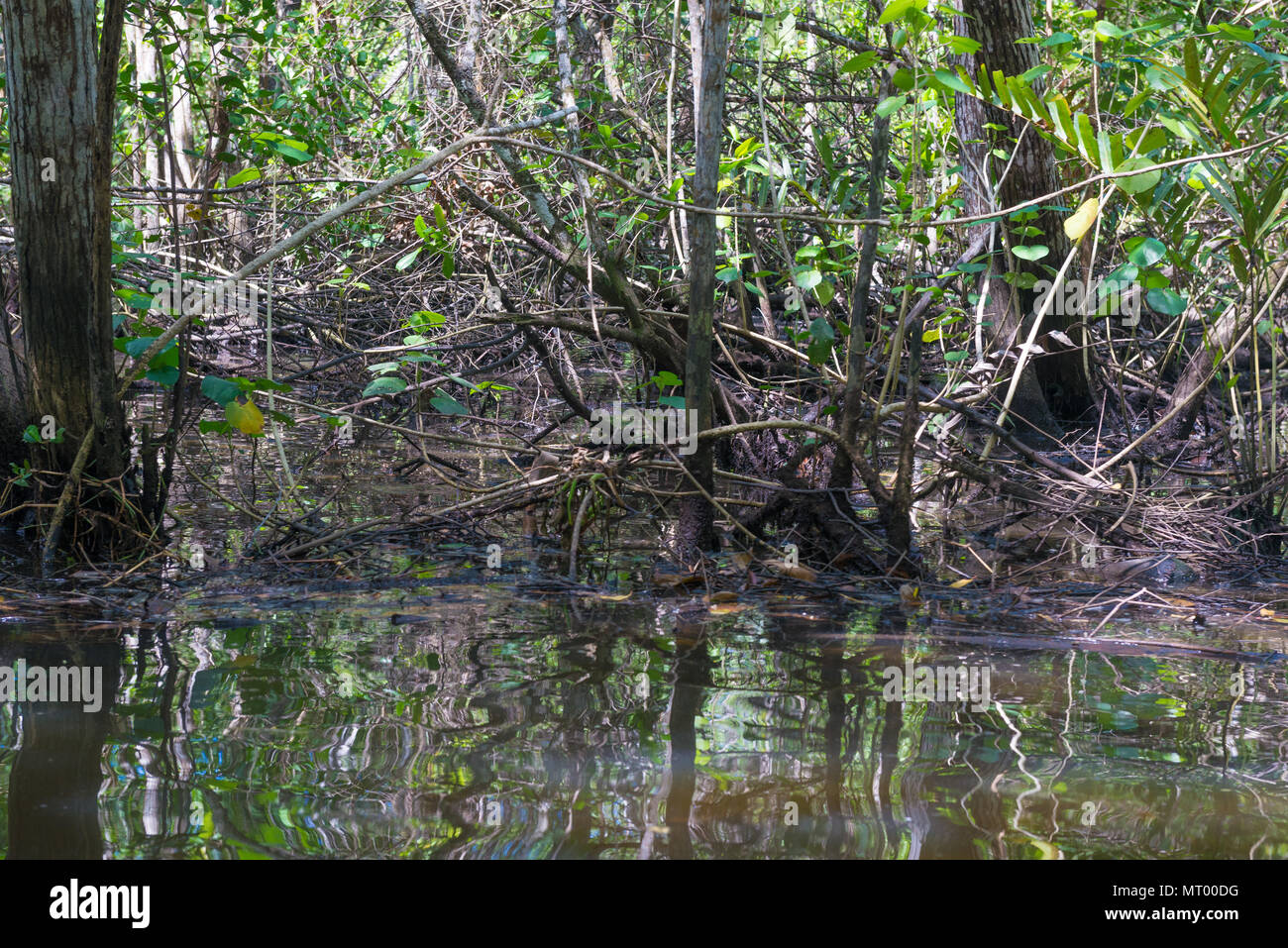 Mangroves green water and roots above ground in nature Stock Photo - Alamy