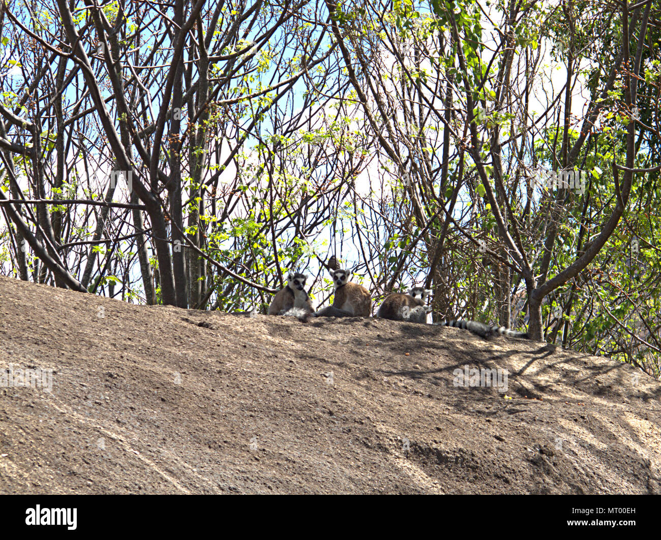 Wild Long-tailed lemurs, Anja Community Reserve, Madagascar, Africa ...