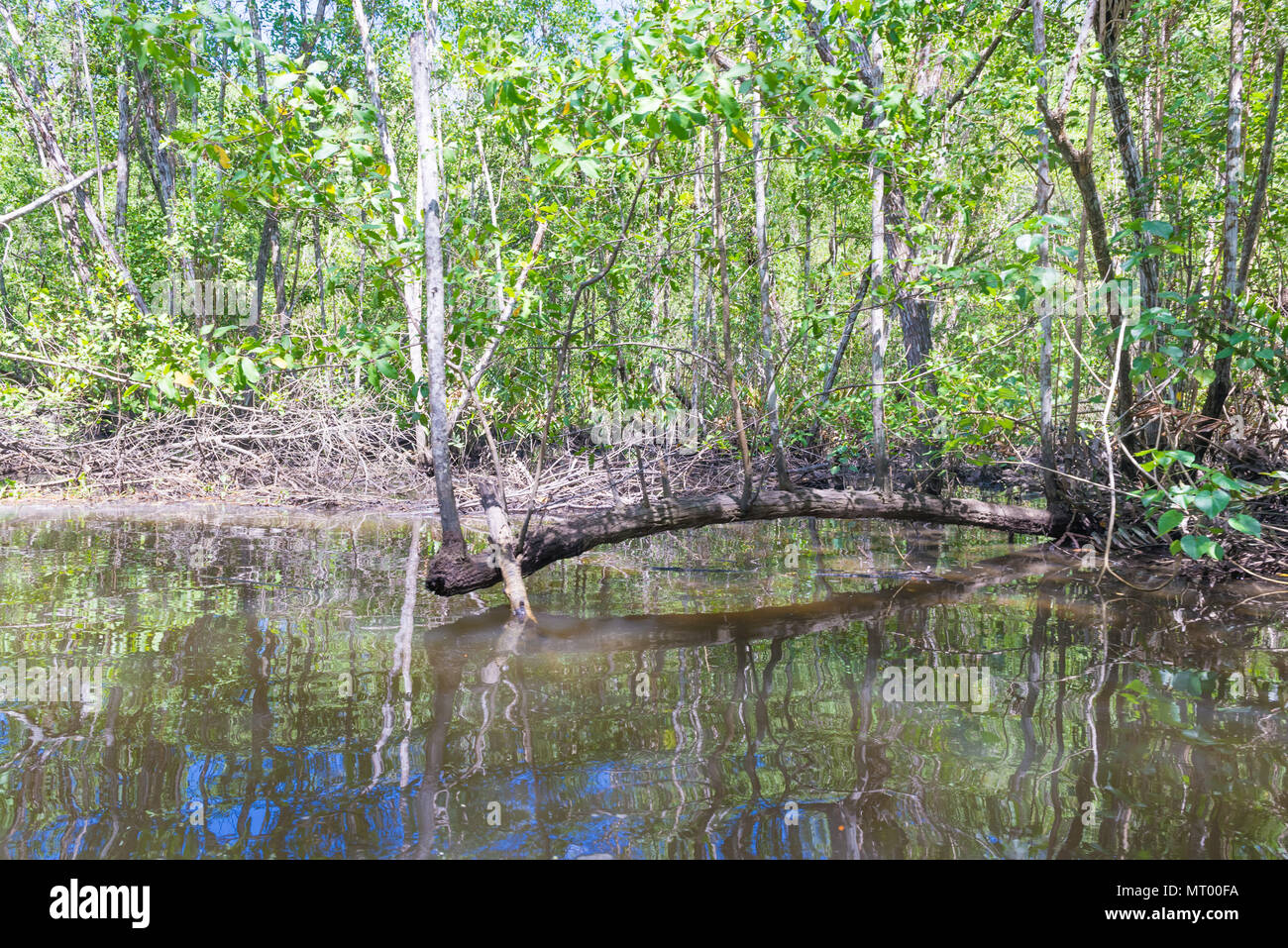 Fallen tree trunk inside mangroves in nature with forest behind Stock ...