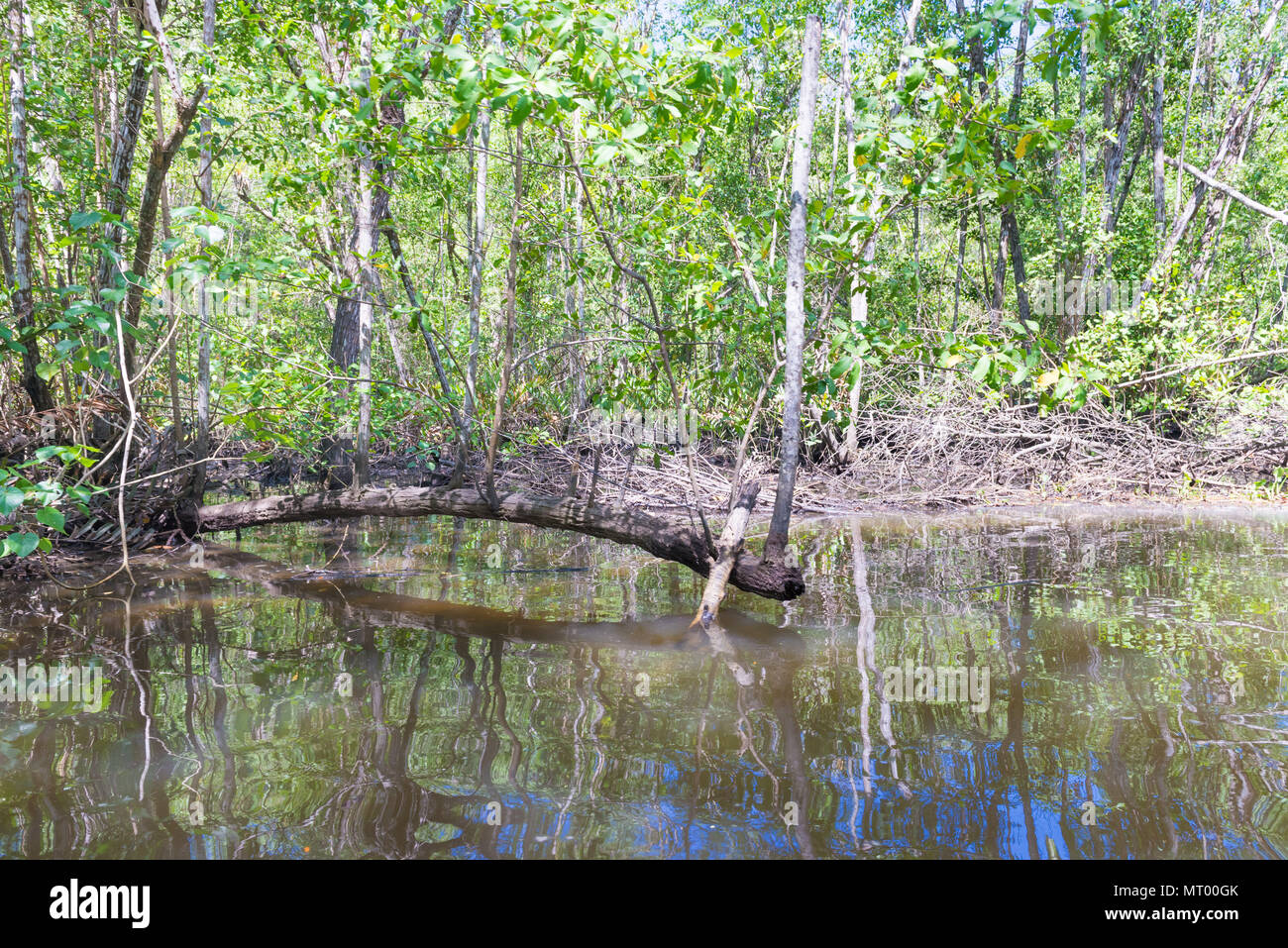 Fallen tree trunk inside mangroves in nature with forest behind Stock ...