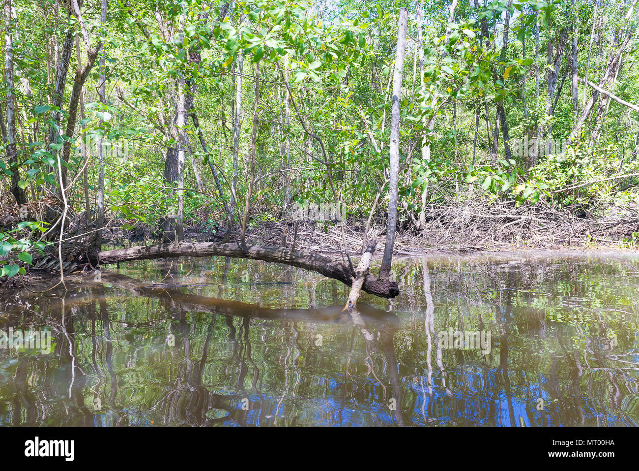 Fallen tree trunk inside mangroves in nature with forest behind Stock ...