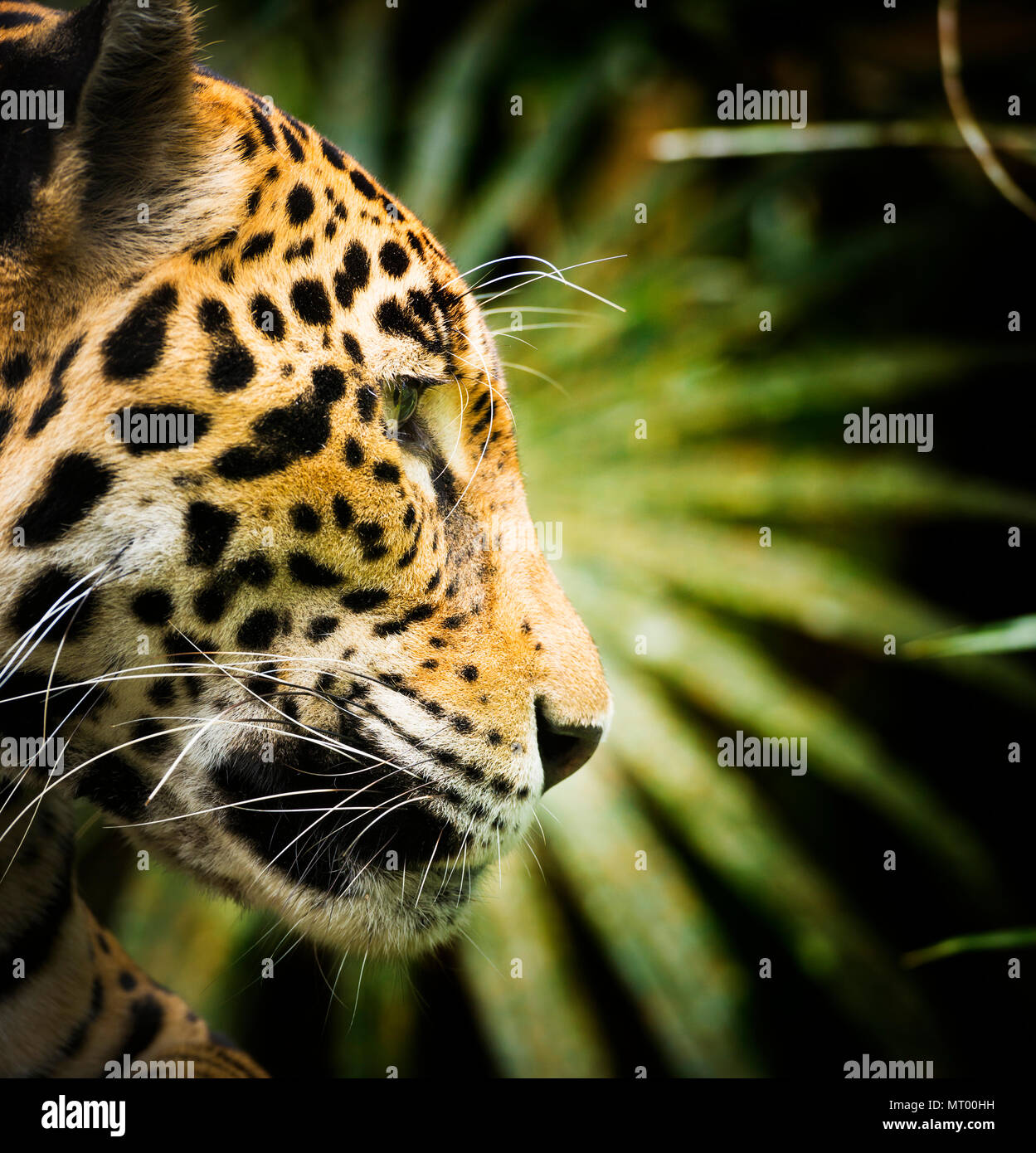Beautiful Jaguar cat (Panthera Onca) in close up portrait in profile ...