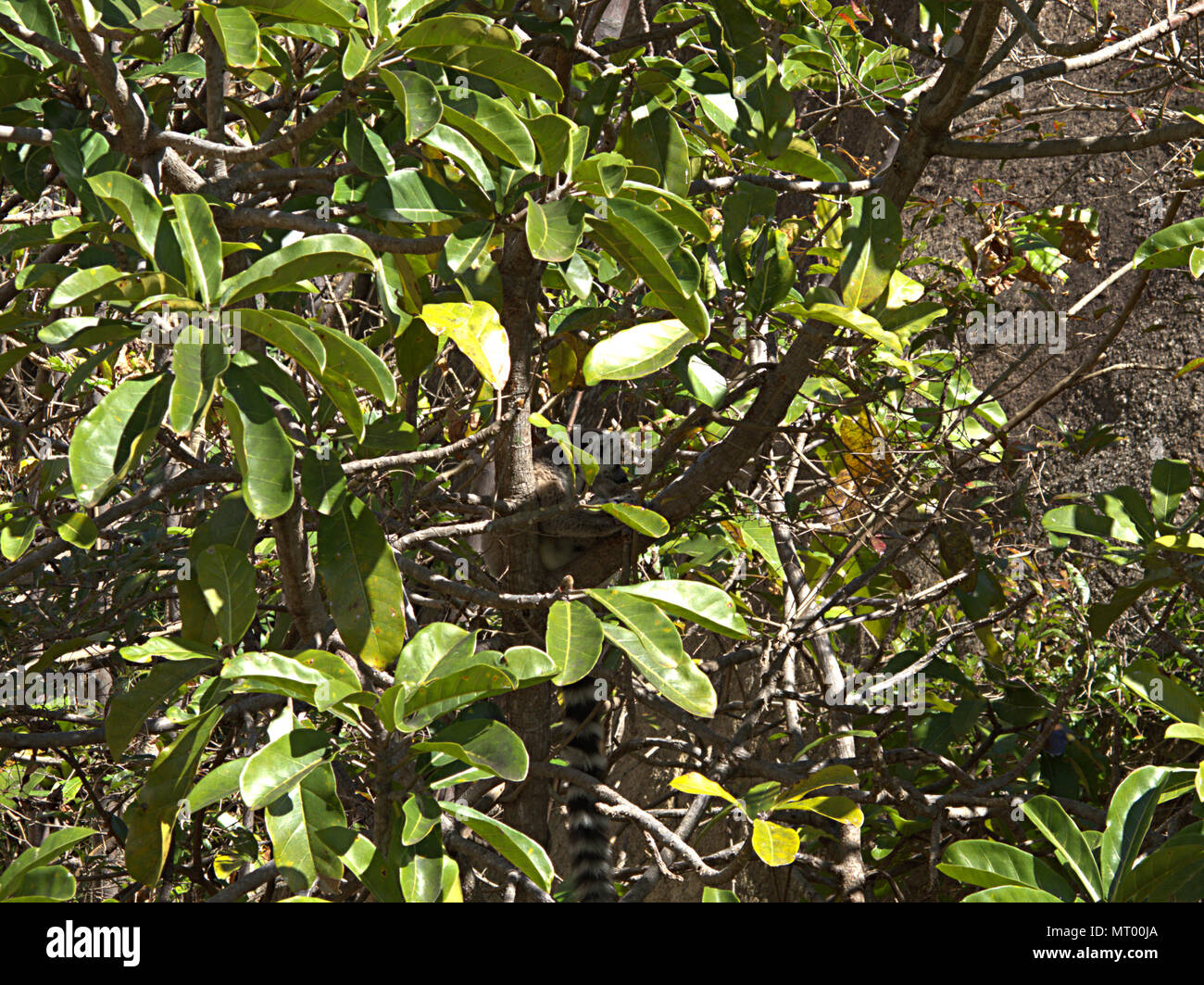 Wild Long-tailed lemurs, Anja Community Reserve, Madagascar, Africa ...