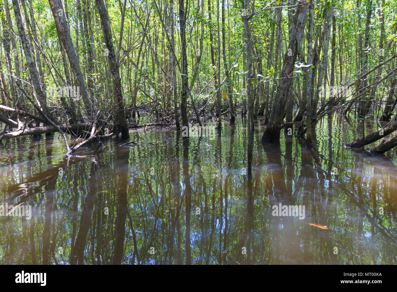 Mangroves green water and roots above ground in nature Stock Photo - Alamy