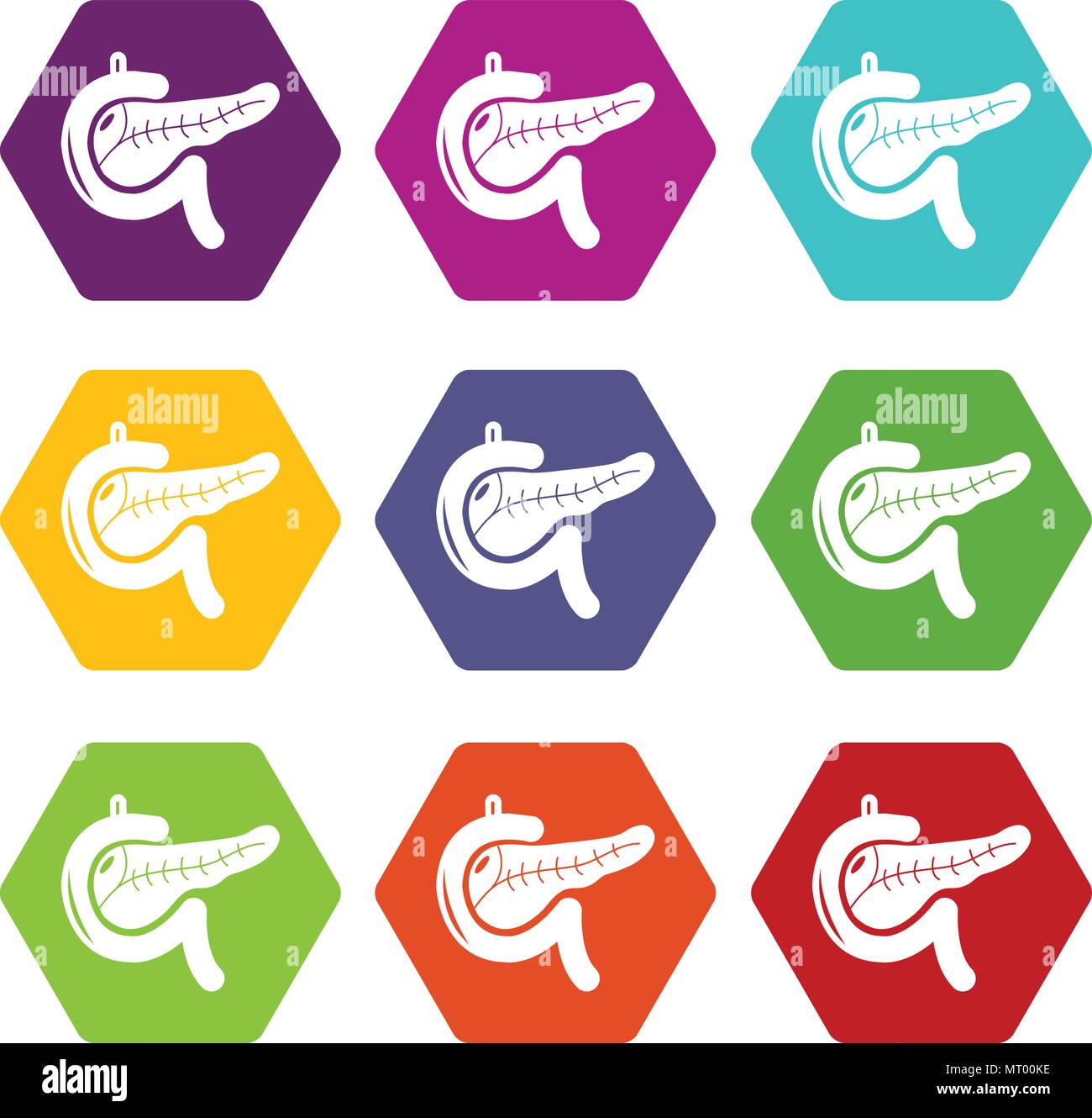 Cross section of human pancreas Stock Vector Images - Alamy