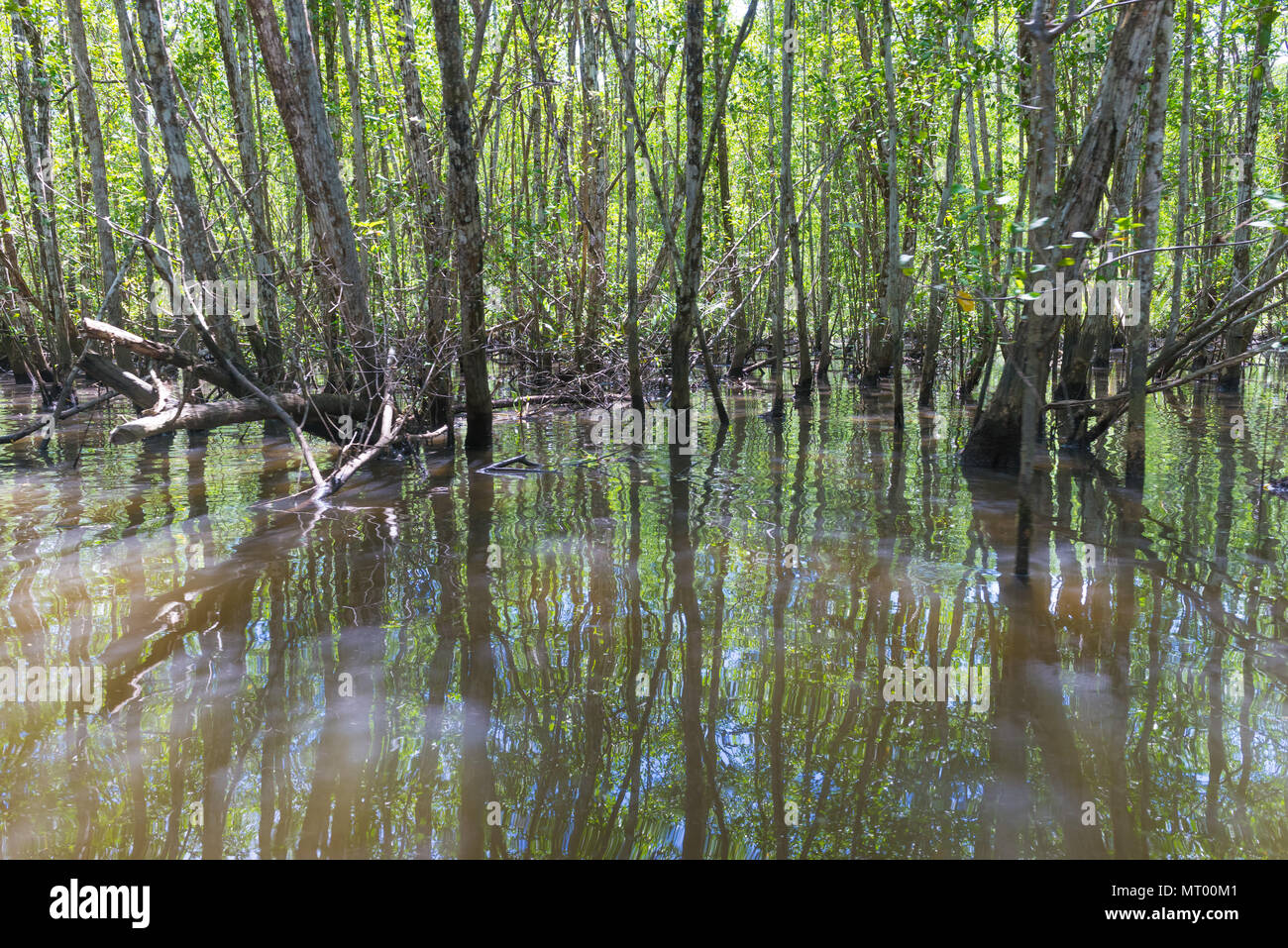 Fallen tree trunk inside mangroves in nature with forest behind Stock ...