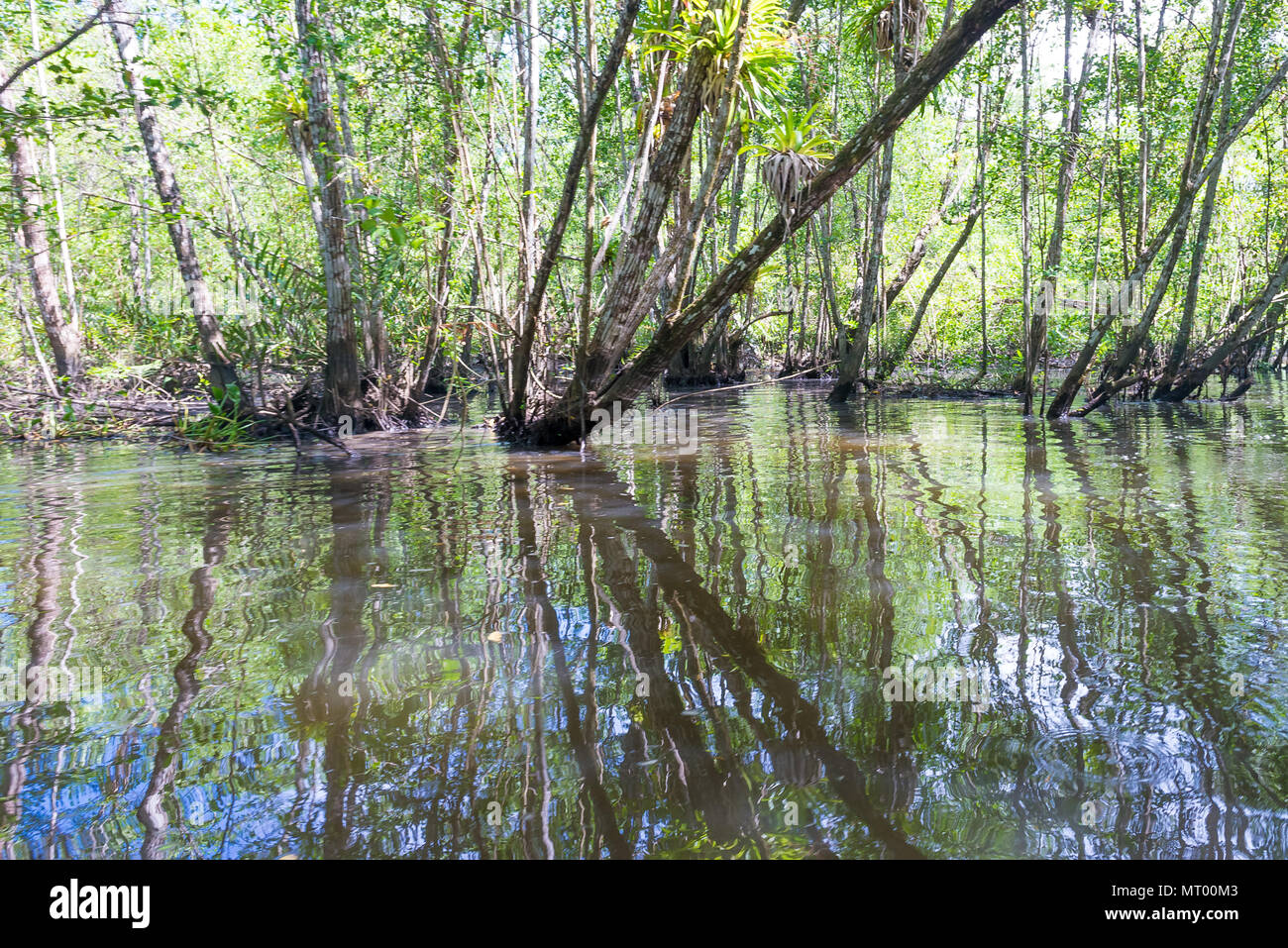 Fallen tree trunk inside mangroves in nature with forest behind Stock ...
