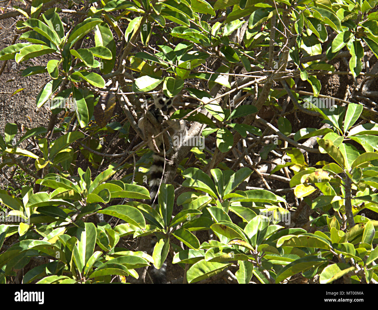 Wild Long-tailed lemurs, Anja Community Reserve, Madagascar, Africa ...