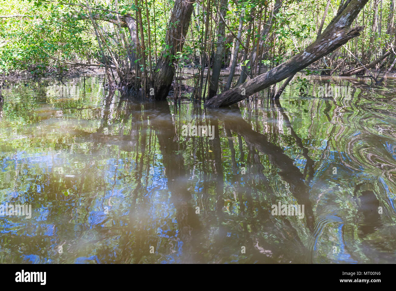 Fallen tree trunk inside mangroves in nature with forest behind Stock ...