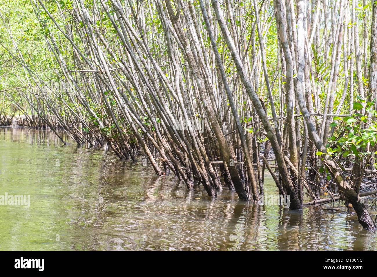 Mangroves green water and roots above ground in nature Stock Photo - Alamy