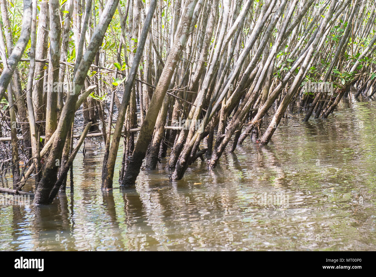 Inside a large mangrove through the river and green water Stock Photo ...