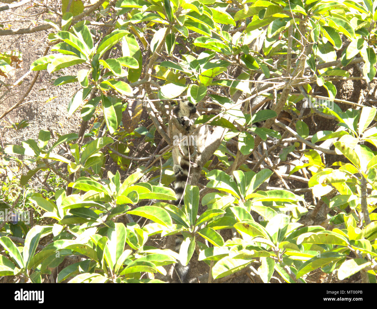 Wild Long-tailed lemurs, Anja Community Reserve, Madagascar, Africa ...