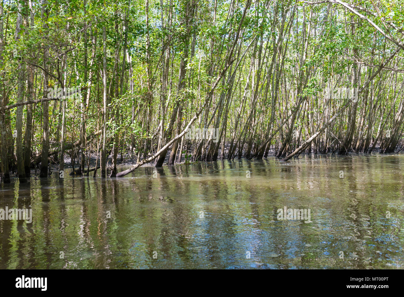 Mangroves green water and roots above ground in nature Stock Photo - Alamy