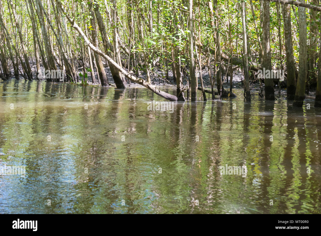 Huge natural mangroves with wide green forest in nature Stock Photo - Alamy