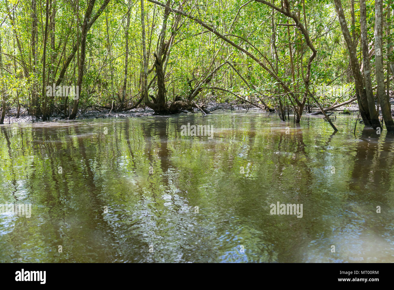 Inside a large mangrove through the river and green water Stock Photo ...