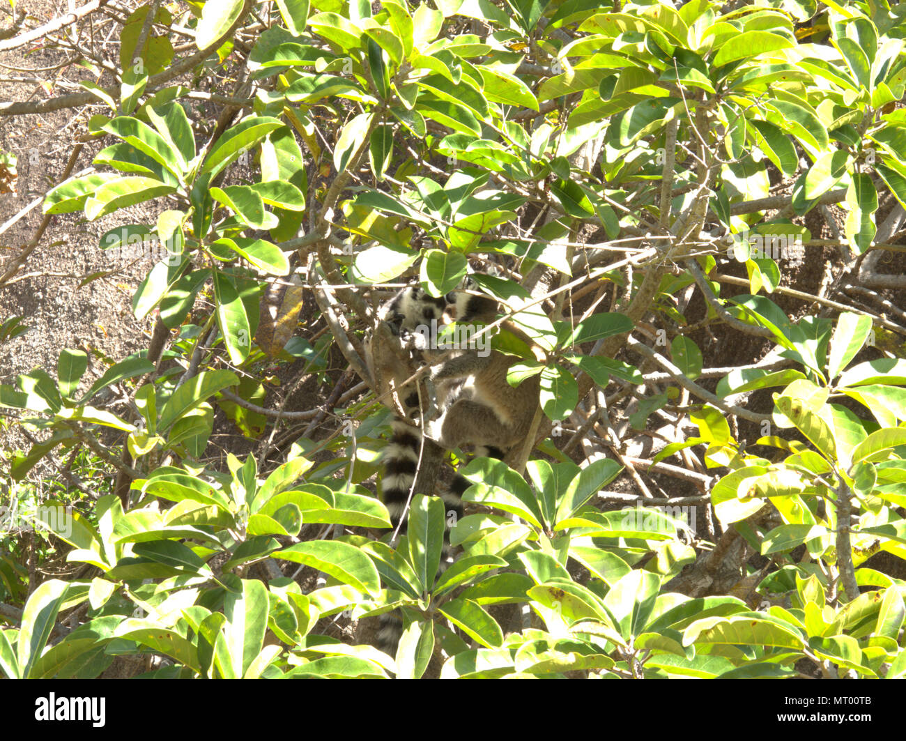Wild Long-tailed lemurs, Anja Community Reserve, Madagascar, Africa ...