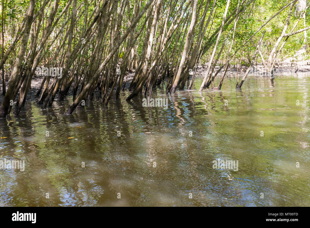 Fallen tree trunk inside mangroves in nature with forest behind Stock ...