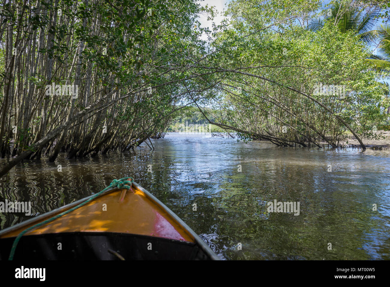 Small boat sailing on mangroves green water under trees tunnel Stock ...