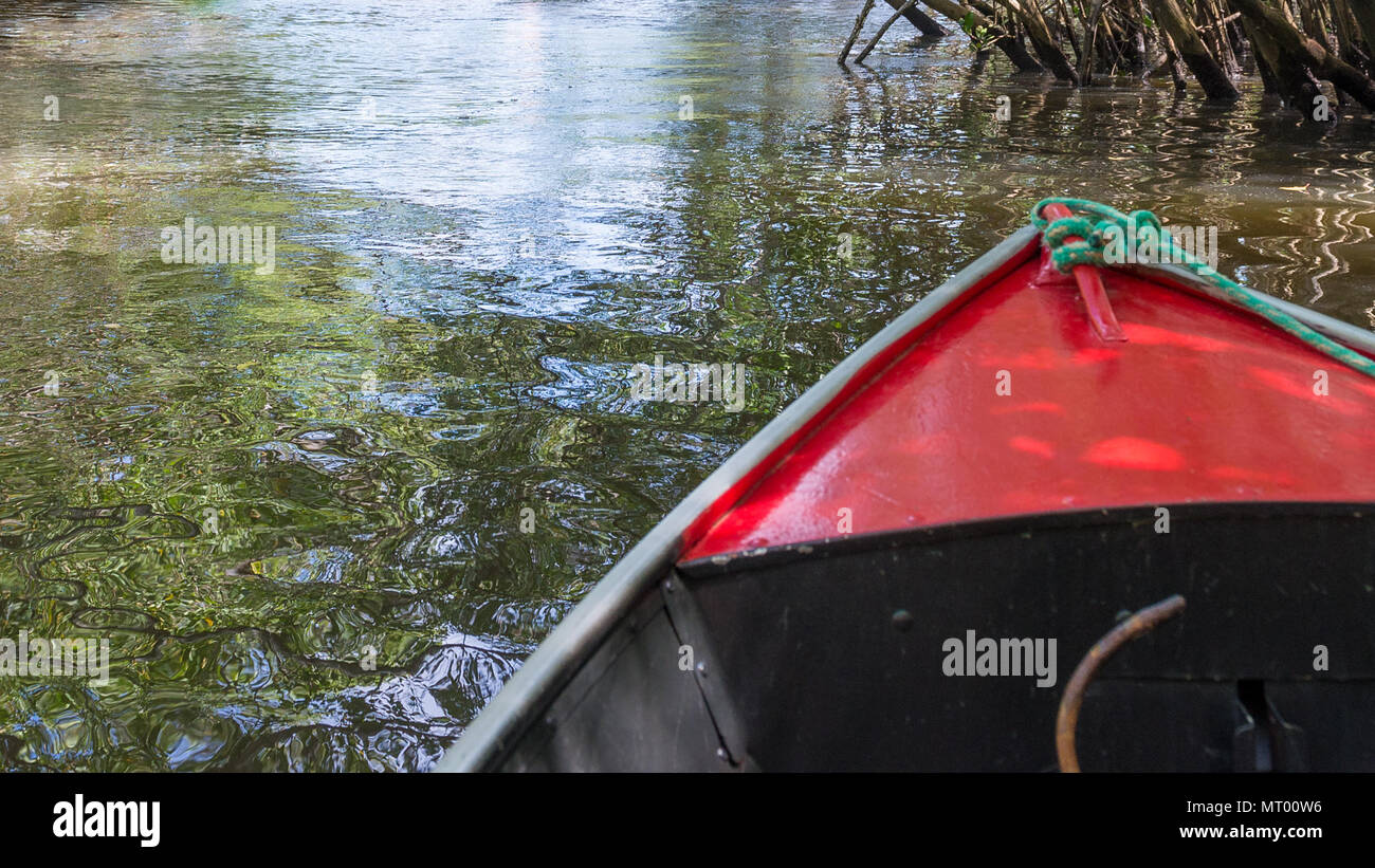 Canoe crossing a mangrove canal under a tunnel of trees Stock Photo - Alamy