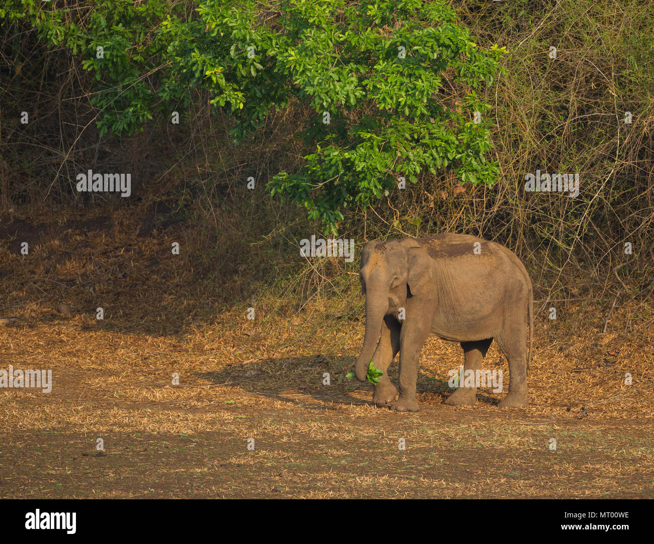 Wild Elephant - photographed at BR Hills (Karnataka, India Stock Photo ...