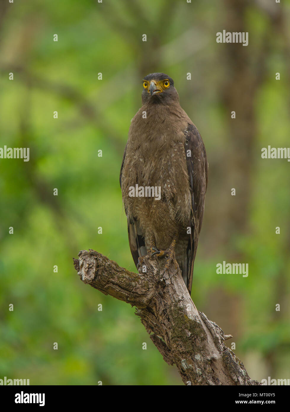 Crested serpent eagle hi-res stock photography and images - Alamy