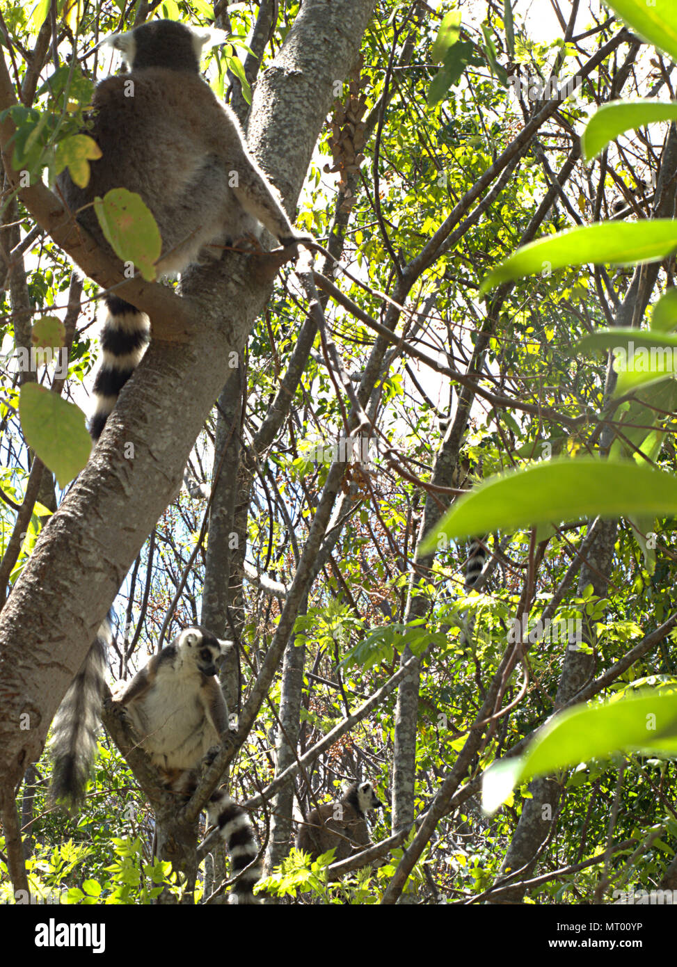 Wild Long-tailed lemurs, Anja Community Reserve, Madagascar, Africa ...