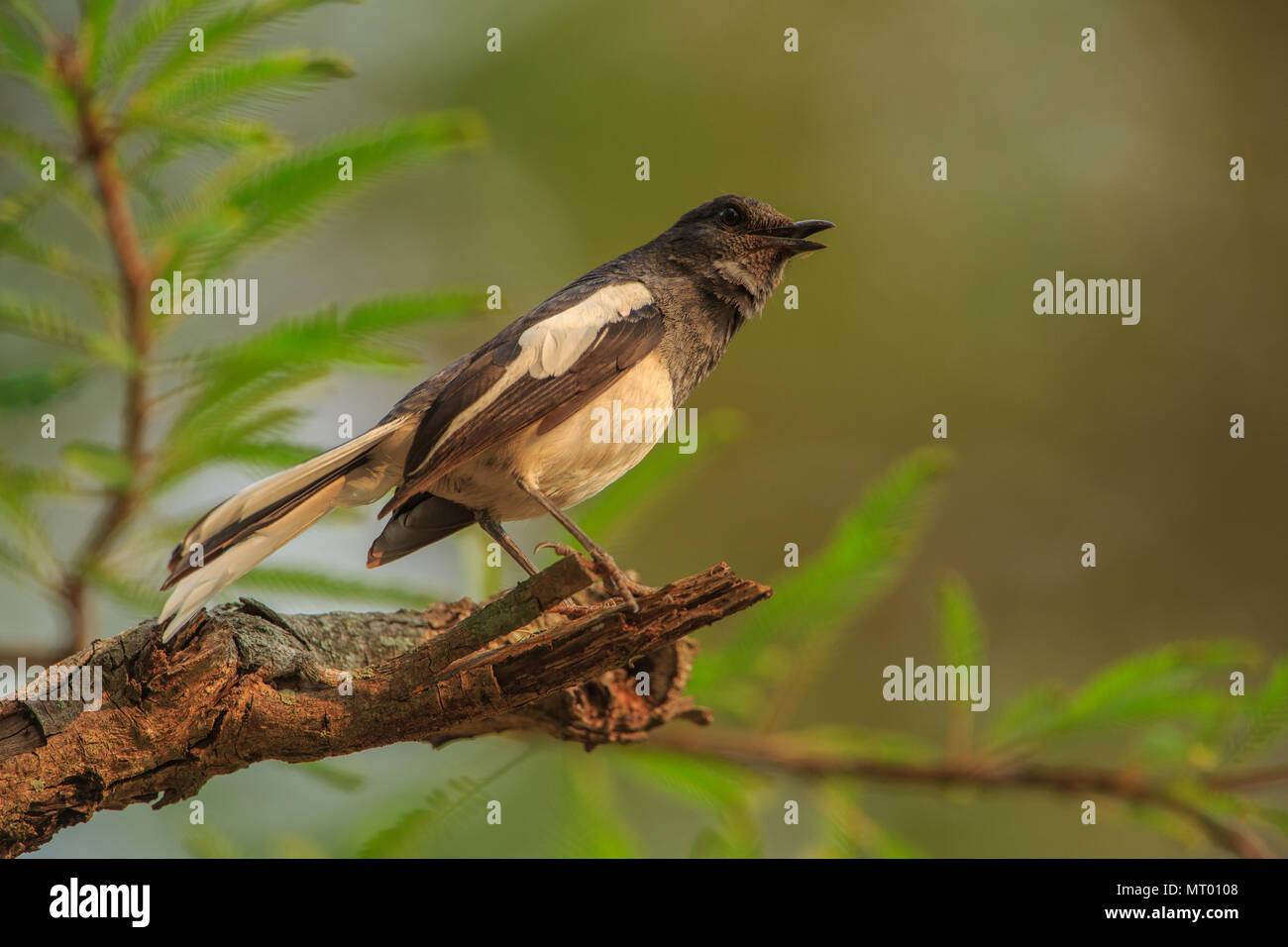 Oriental Magpie Robin - photographed at BR Hills (Karnataka, India ...
