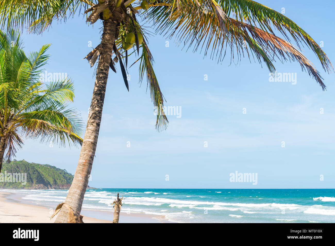Coconut tree trunks on the beach on a sunny day Stock Photo - Alamy
