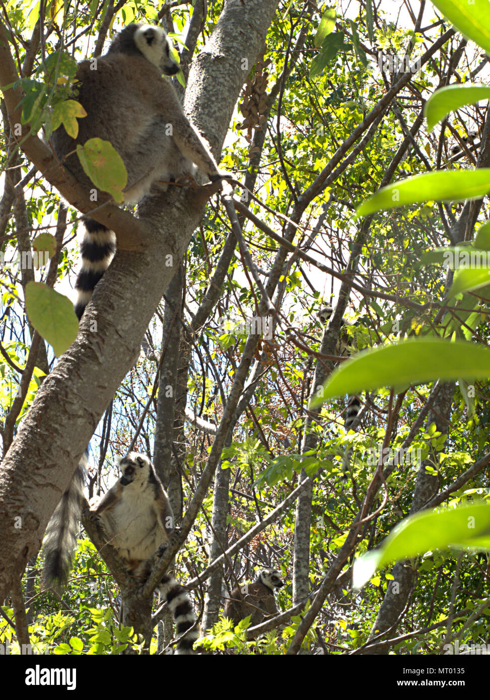 Wild Long-tailed lemurs, Anja Community Reserve, Madagascar, Africa ...