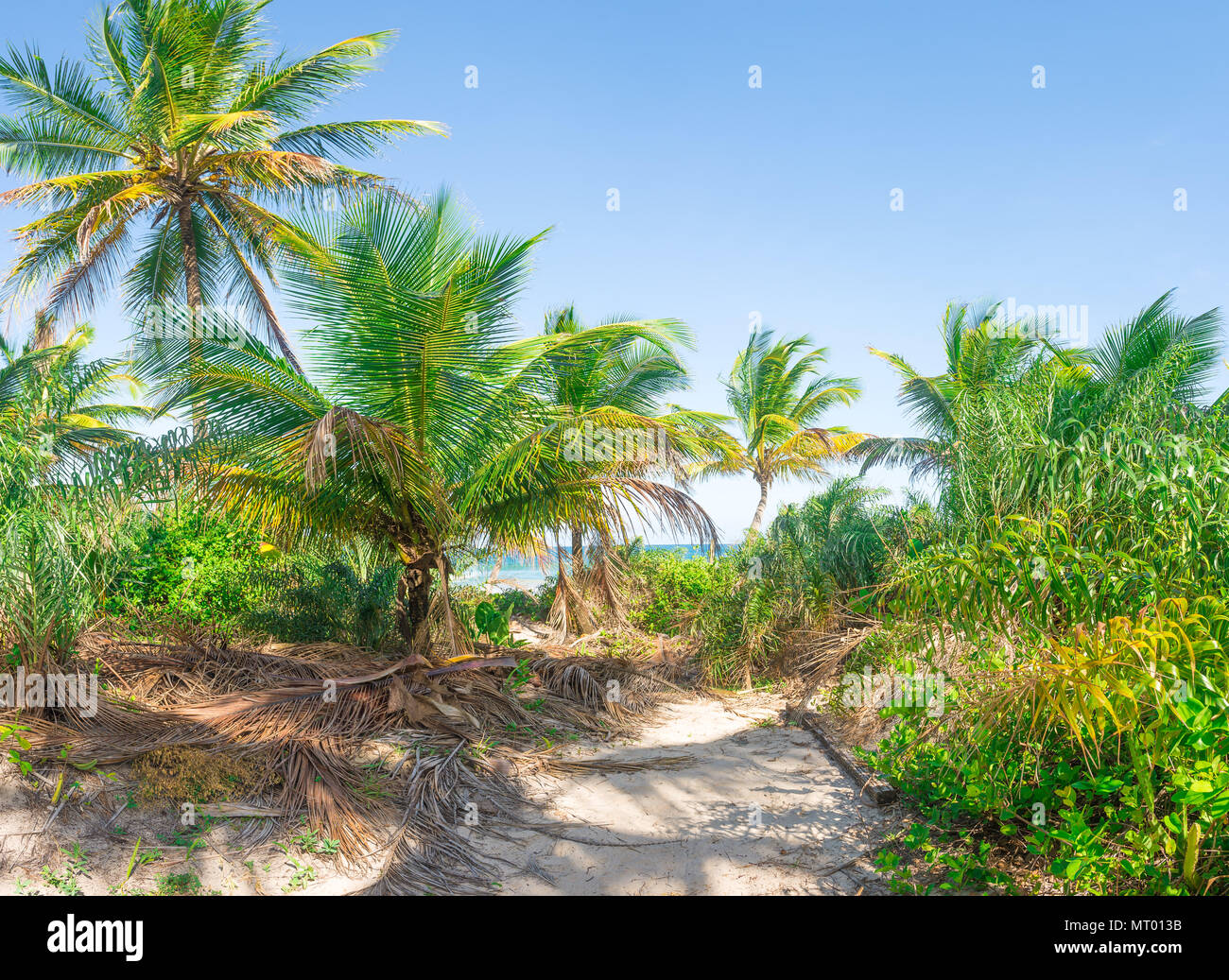 Rich beach vegetation in Itacare at the Bahia state in Brazil Stock ...