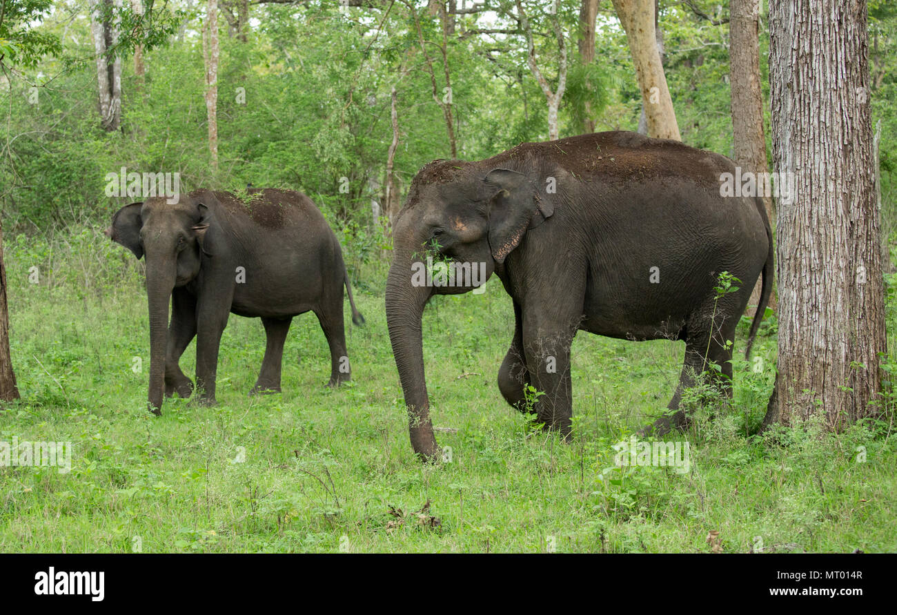 Elephants in the Wild - photographed at Kabini (Karnataka, India Stock ...