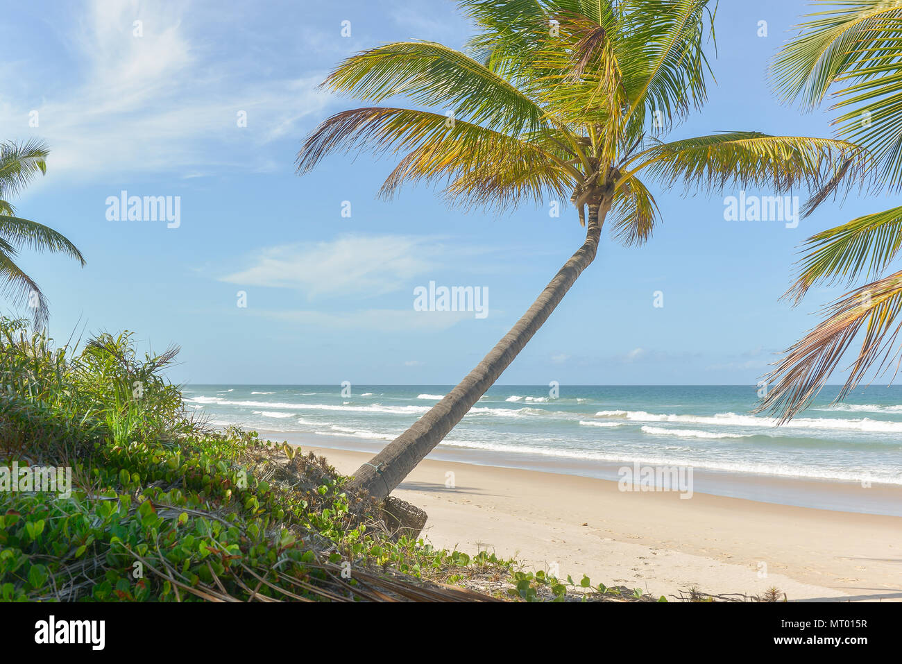 Rich beach vegetation in Itacare at the Bahia state in Brazil Stock ...