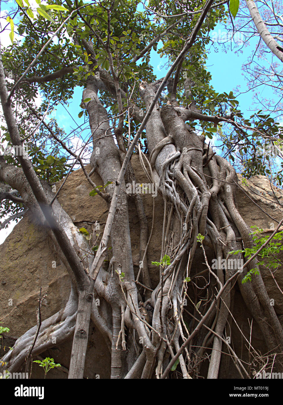 Wild Long-tailed lemurs, Anja Community Reserve, Madagascar, Africa ...