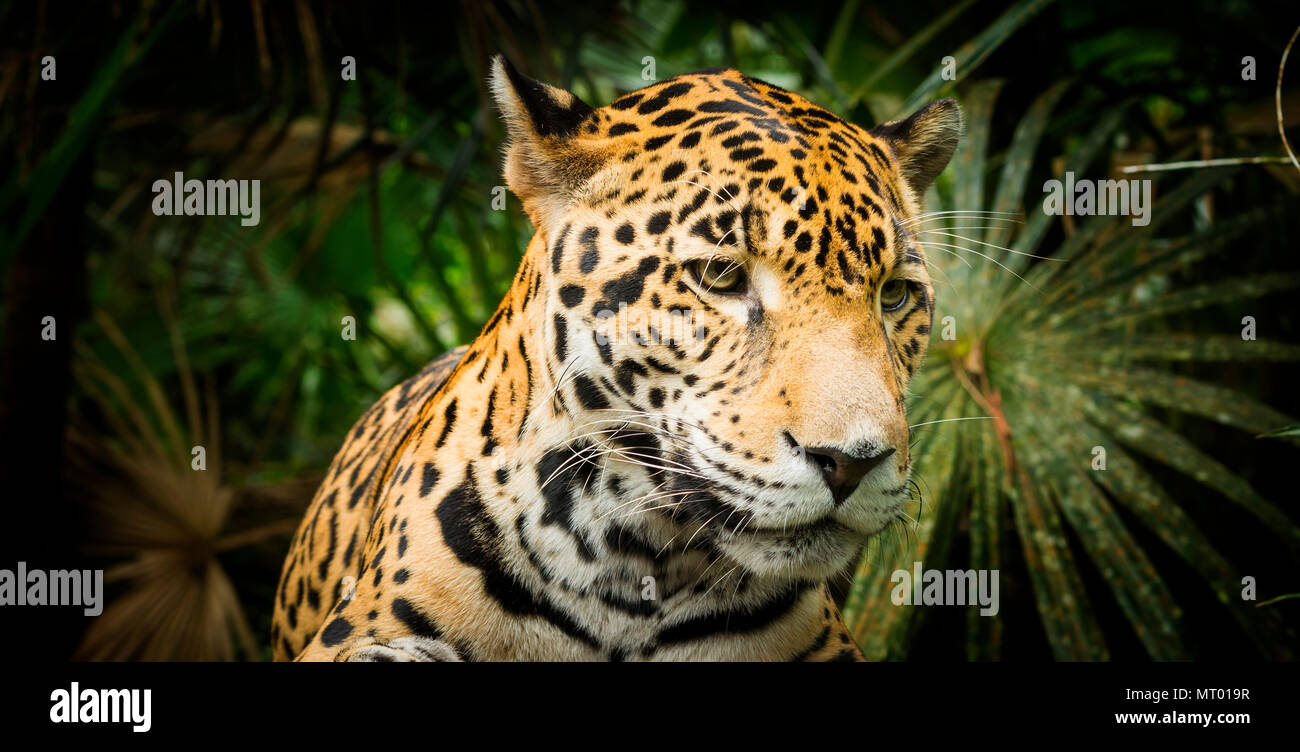 Jaguar panthera onca central america hi-res stock photography and ...