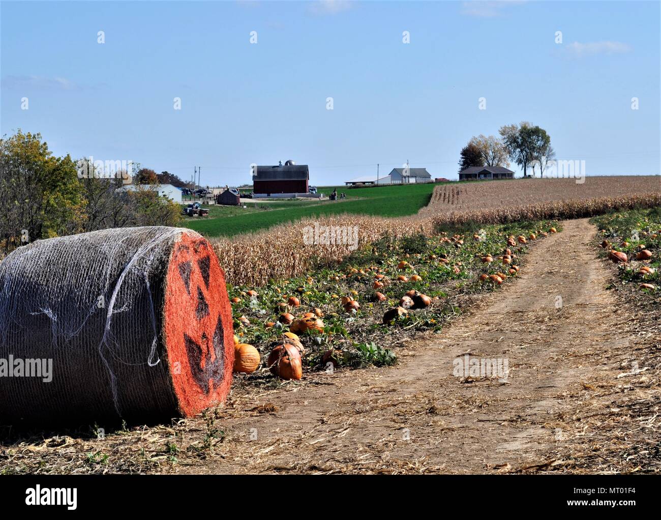 Pumpkin farm in rural Iowa Stock Photo - Alamy