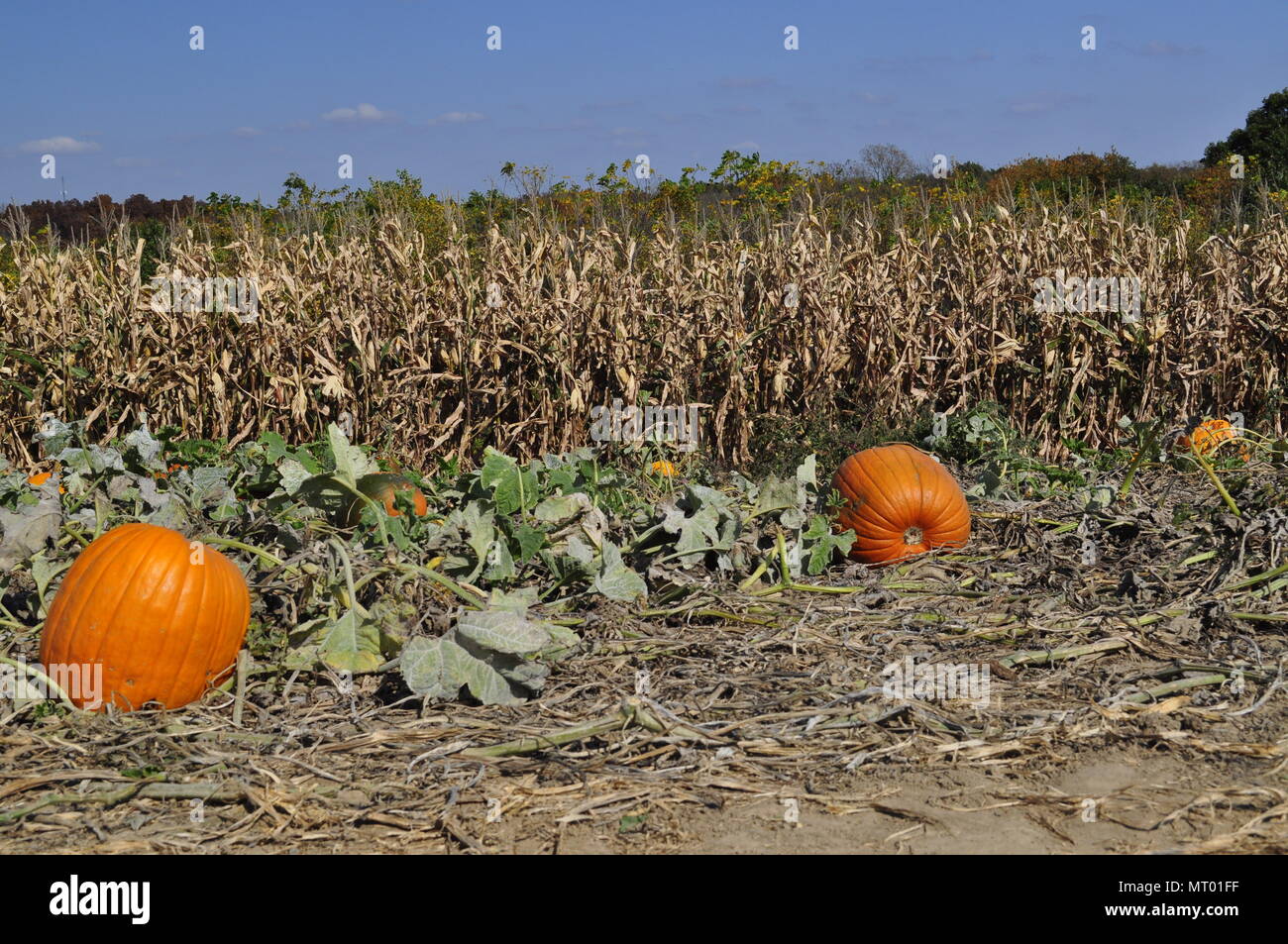 Pumpkin farm in rural Iowa Stock Photo - Alamy