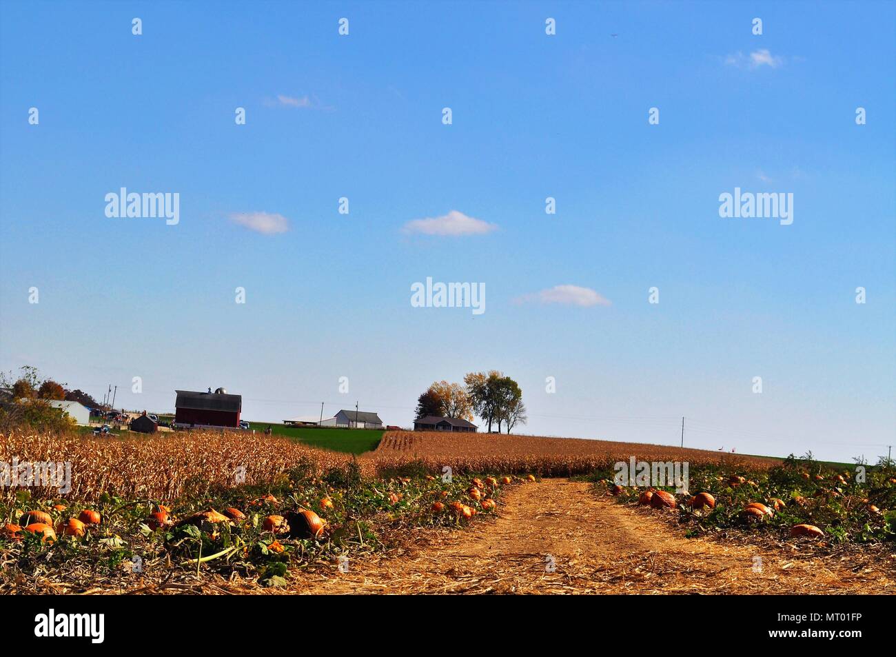 Pumpkin Farm in rural Iowa Stock Photo - Alamy