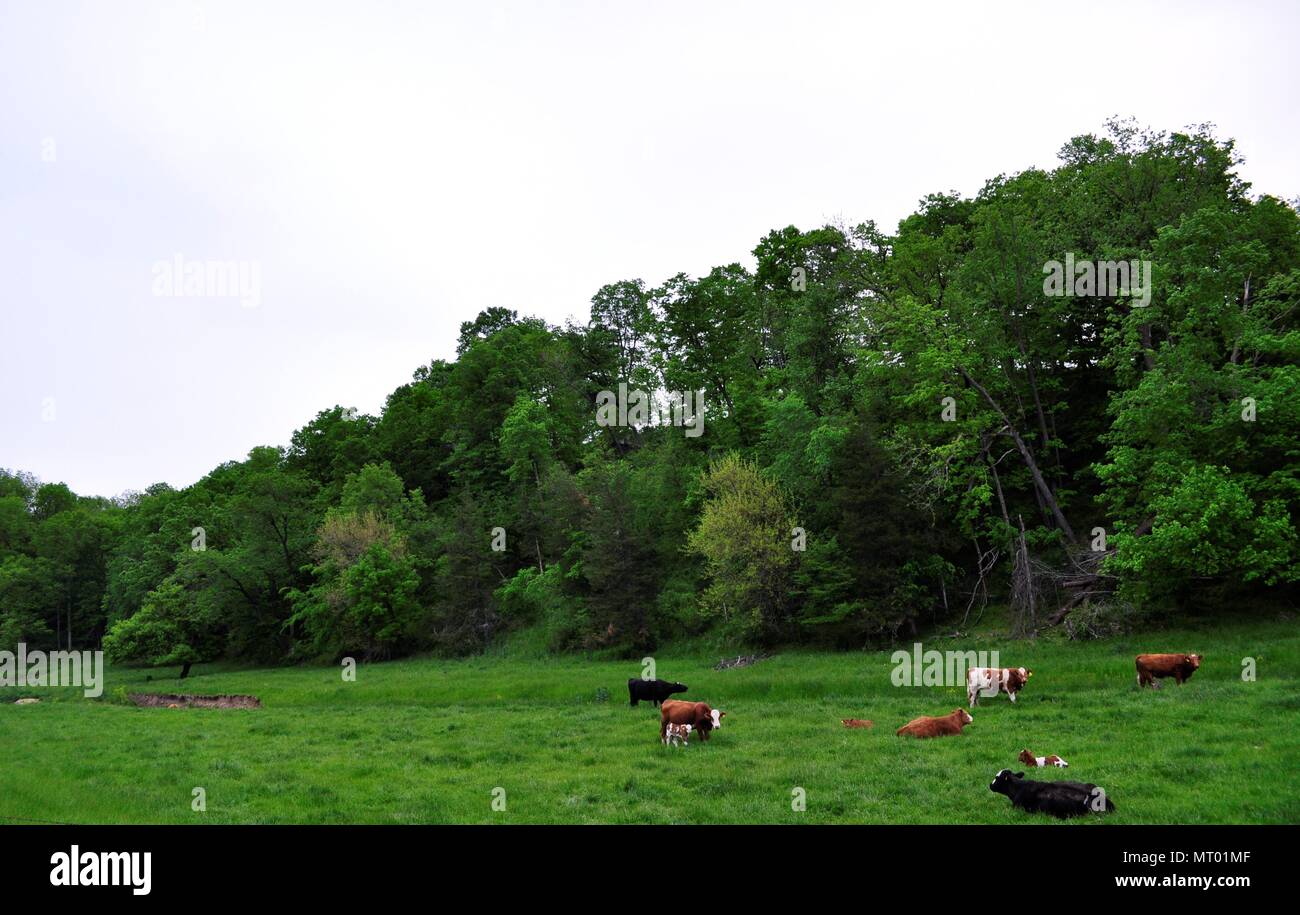 Cows roaming rural county side Stock Photo - Alamy