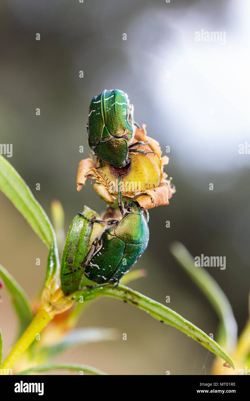 Cetonia aurata. Beetles in their natural environment Stock Photo - Alamy