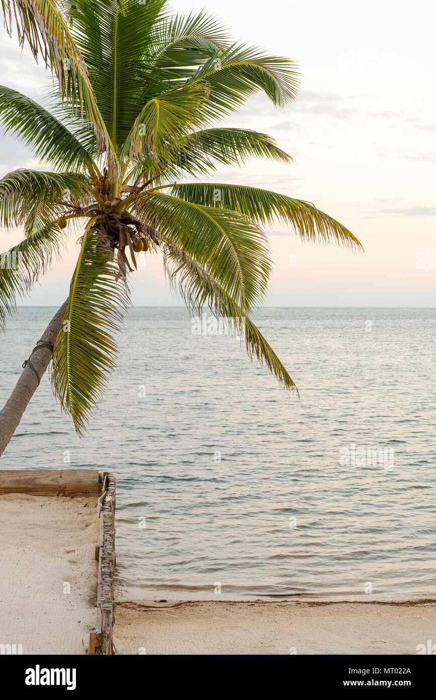 Palm tree on tropical beach over looking the ocean Stock Photo - Alamy