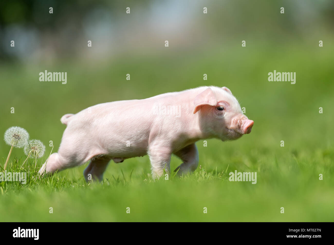 Newborn piglet on spring green grass on a farm Stock Photo - Alamy