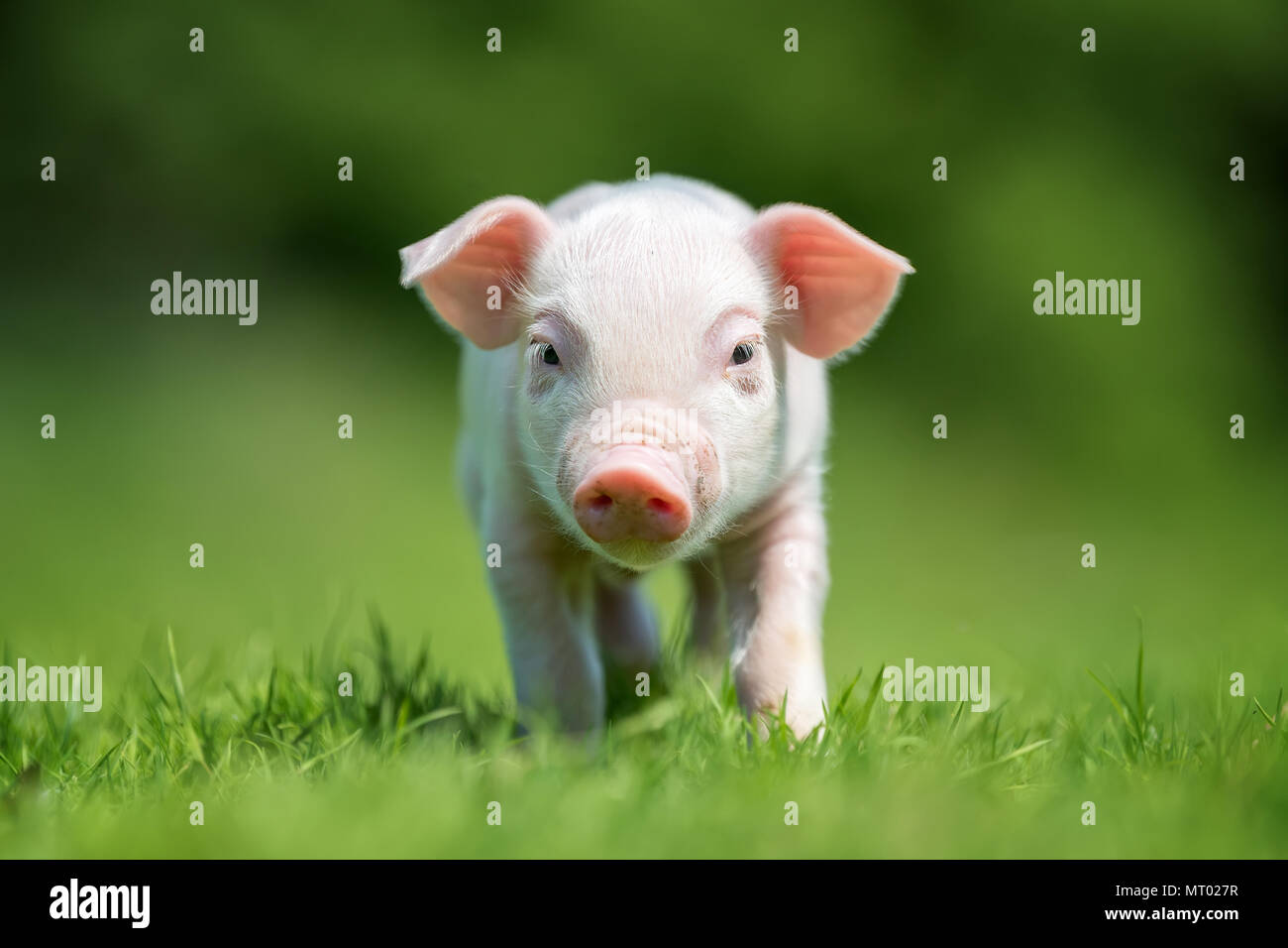 Newborn piglet on spring green grass on a farm Stock Photo - Alamy