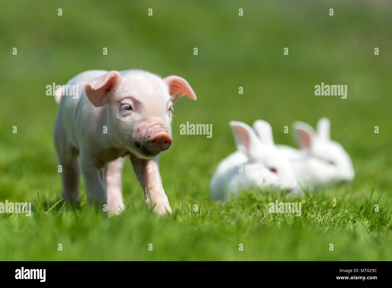 Newborn piglet and white rabbit on spring green grass on a farm Stock ...