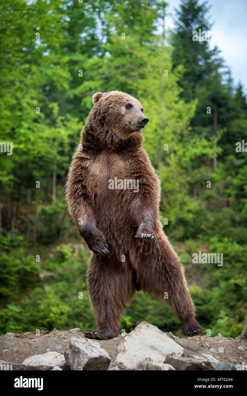 Massive hind legs hi-res stock photography and images - Alamy