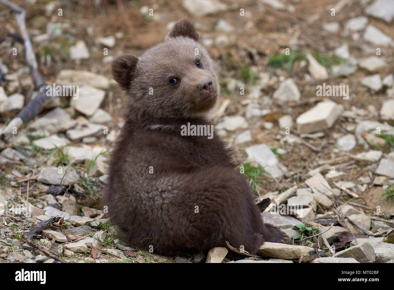 Wild brown bear cub closeup in summer forest Stock Photo - Alamy