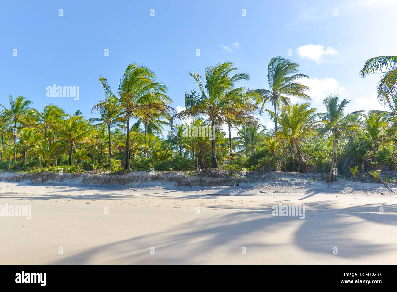 Palm tree shadows on white sand hi-res stock photography and images - Alamy