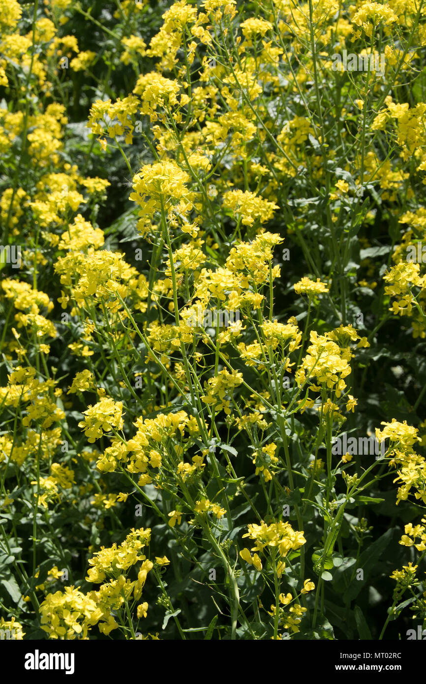 The golden-yellow flowers of oilseed rape Stock Photo - Alamy