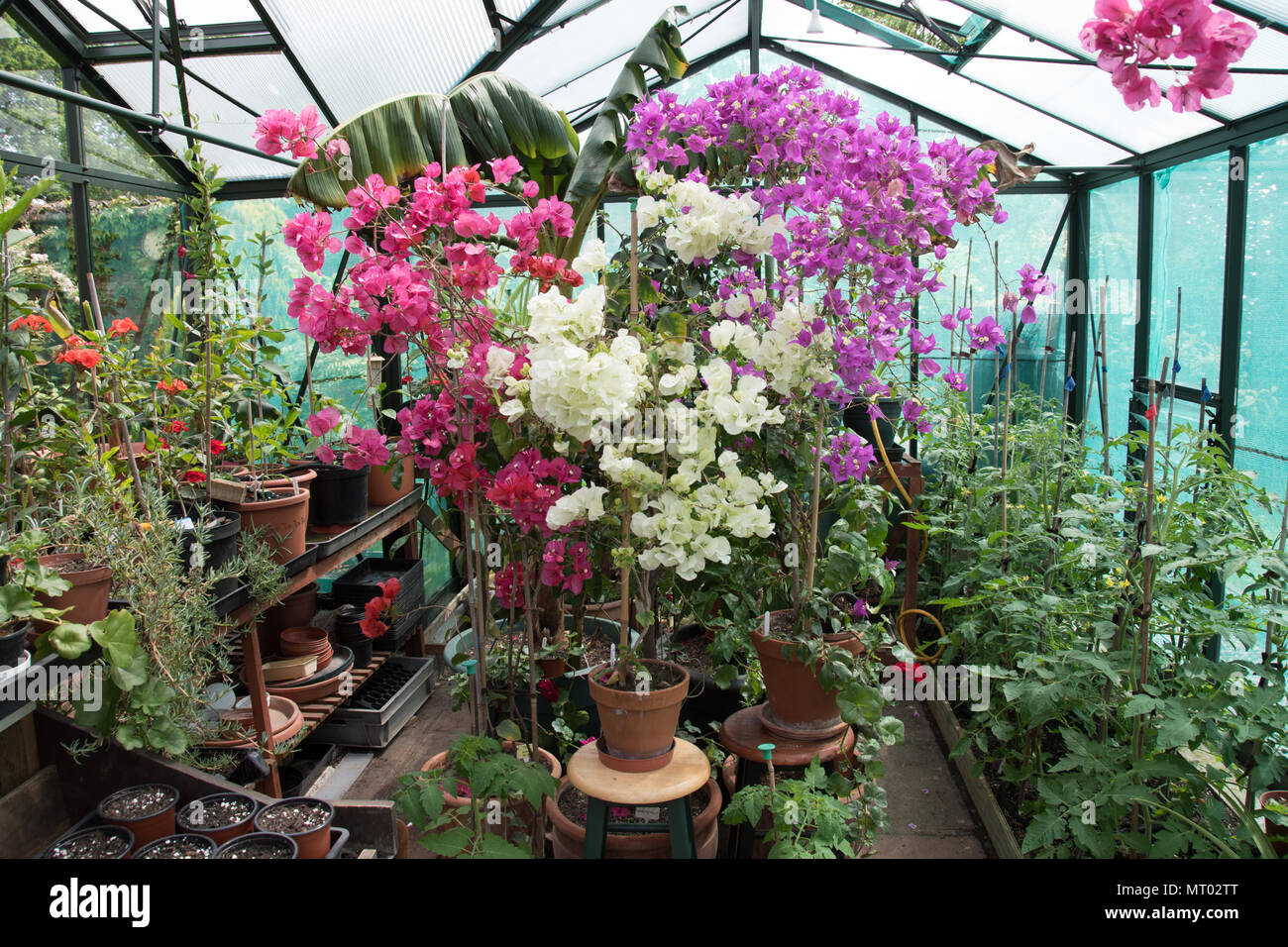 mixed produce greenhouse in Buckinghamshire Stock Photo - Alamy