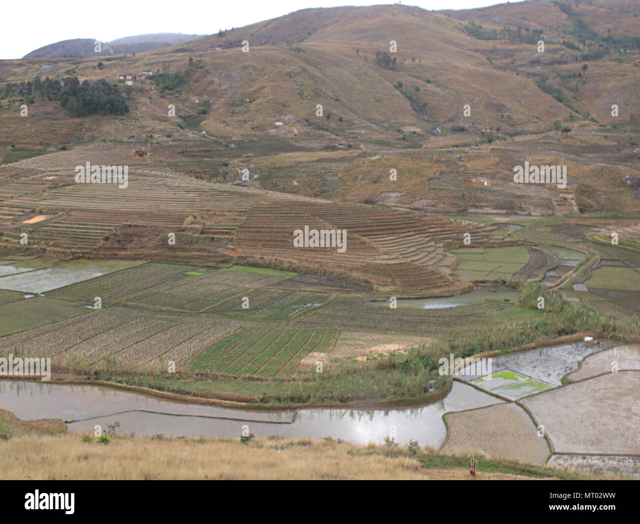 Rice fields near Antoetra, Madagascar, Africa Stock Photo - Alamy