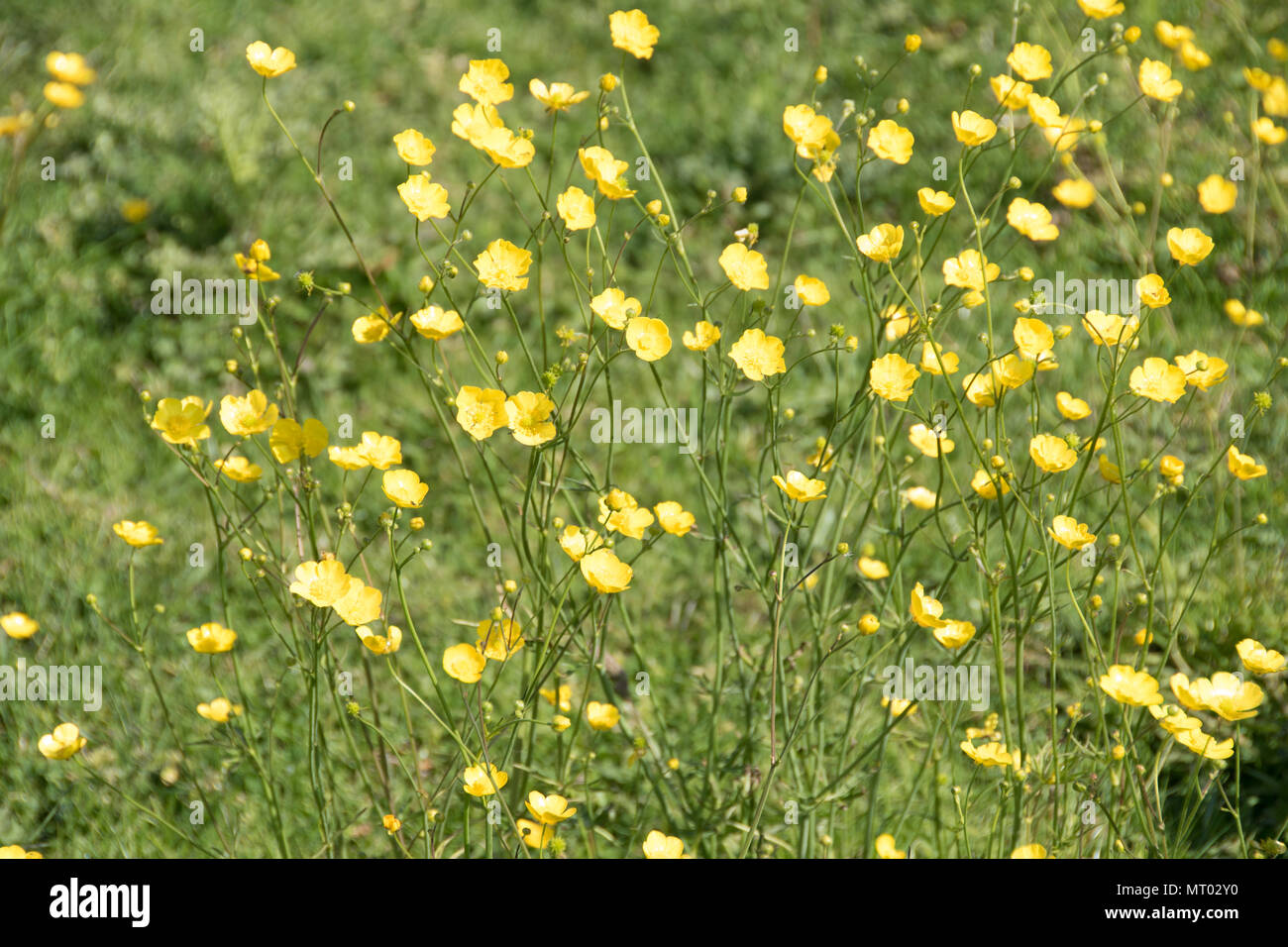 Invasive buttercups hi-res stock photography and images - Alamy